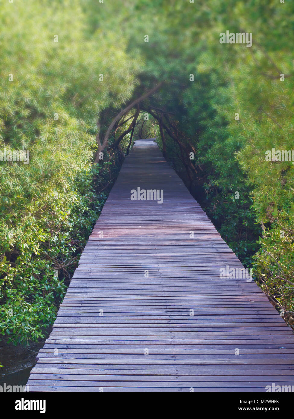 Boardwalk underpass of trees to the otherworldly of deep forest ...