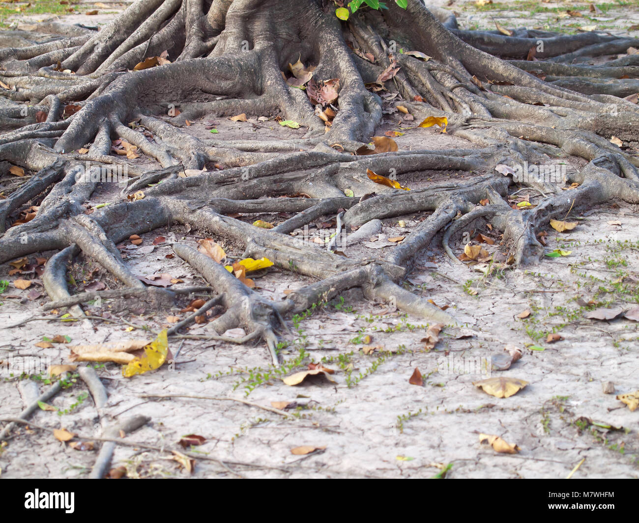 Mass root system above the dry ground in forest Stock Photo - Alamy