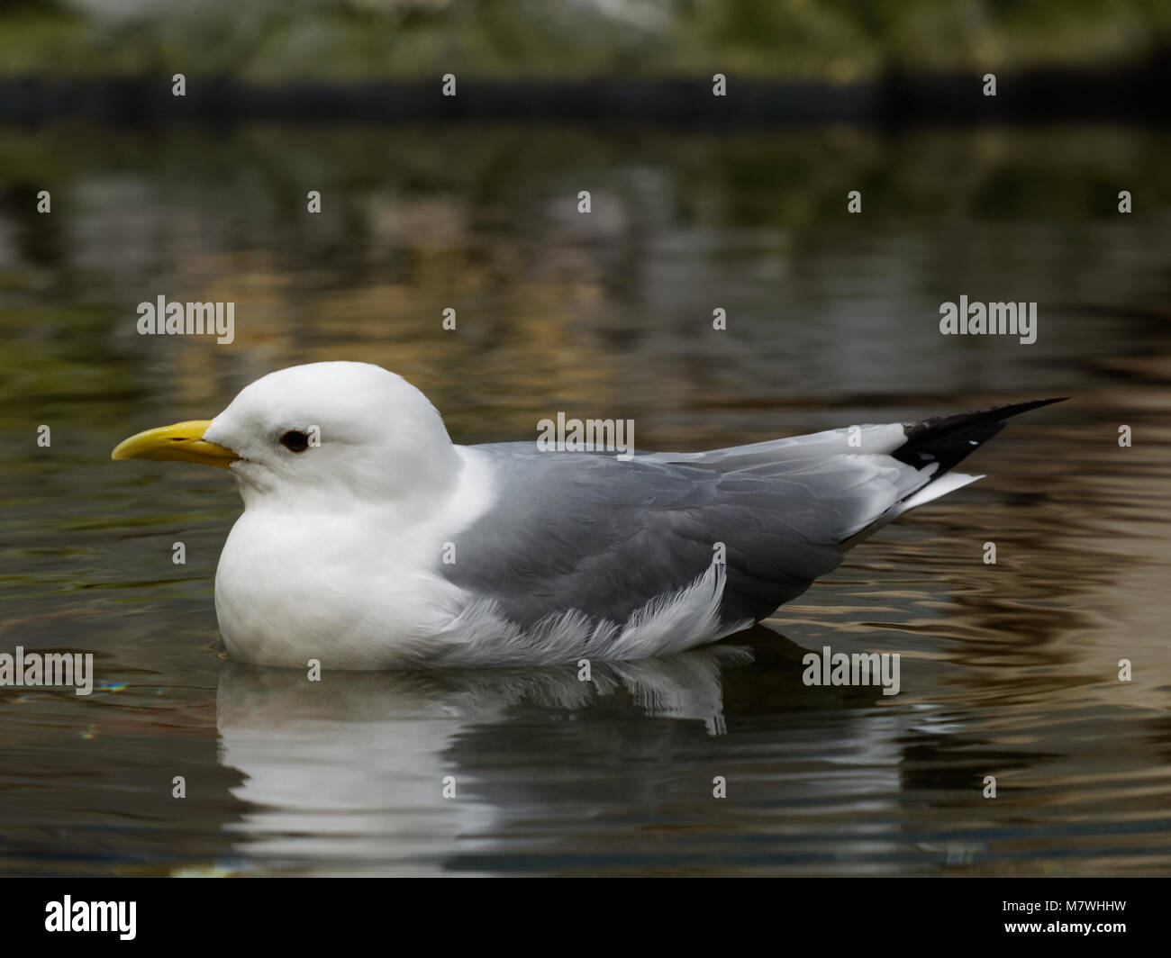 Close up seagull swimming hi-res stock photography and images - Alamy