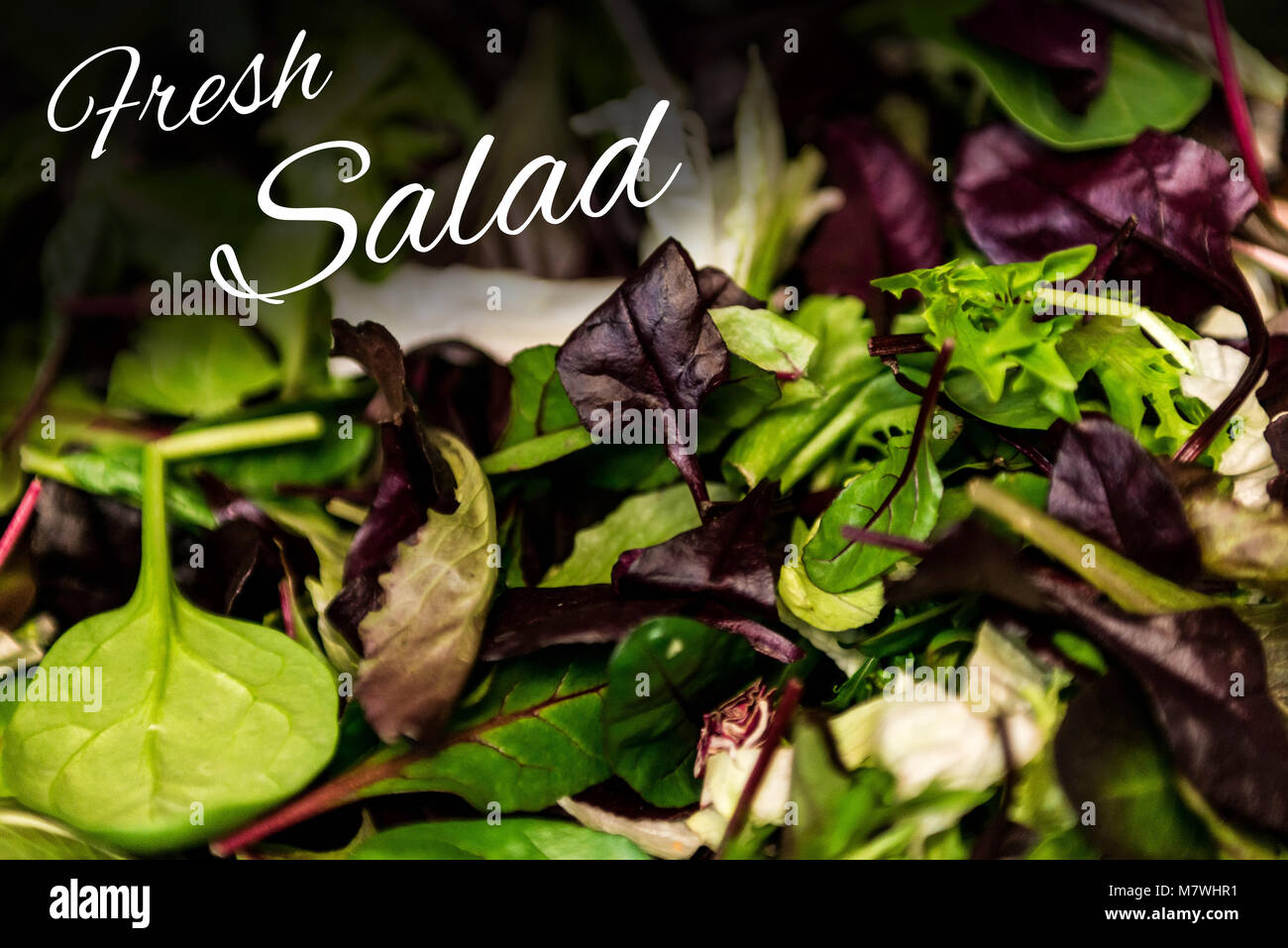 Fresh salad with mixed greens lettuce arugula, mesclun mache close up ...