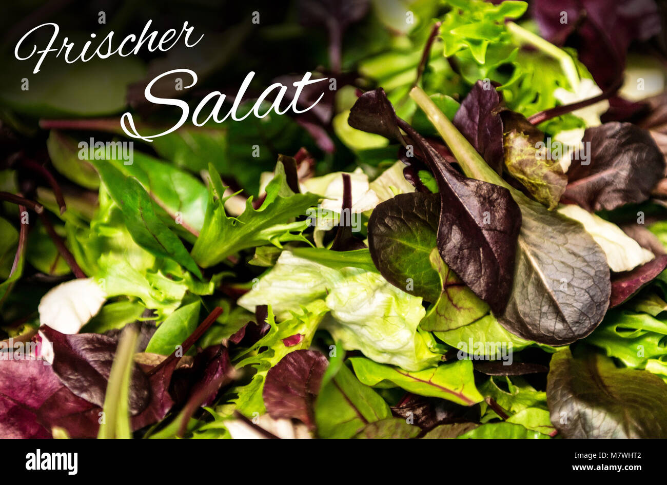 German text frischer Salat means Fresh salad with mixed greens lettuce ...