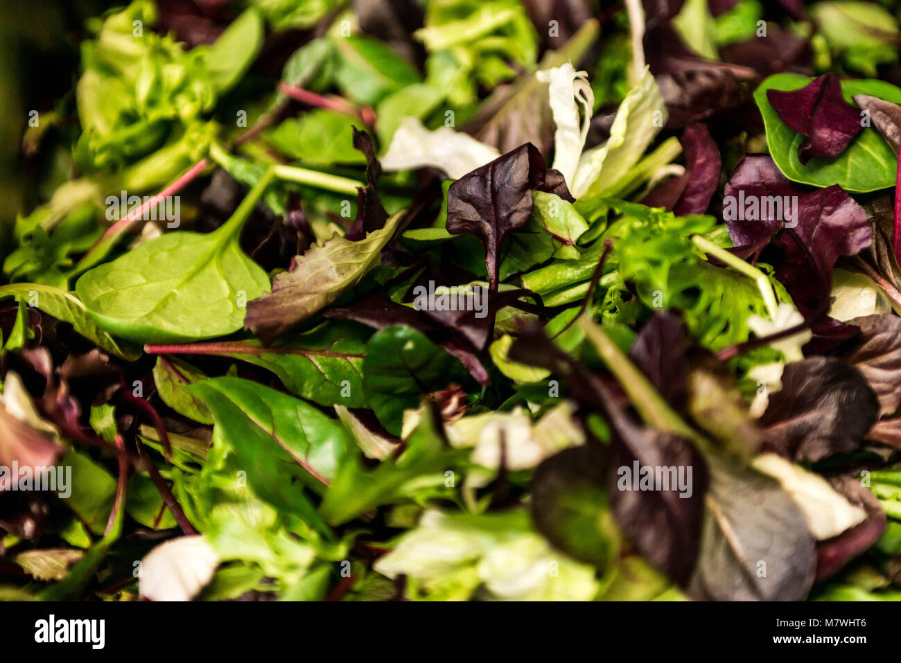 Fresh salad with mixed greens lettuce arugula, mesclun, mache close up ...
