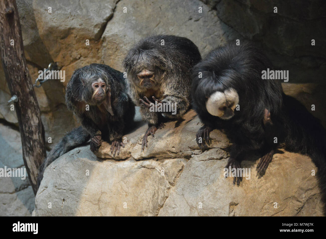 Saki monkey family hi-res stock photography and images - Alamy