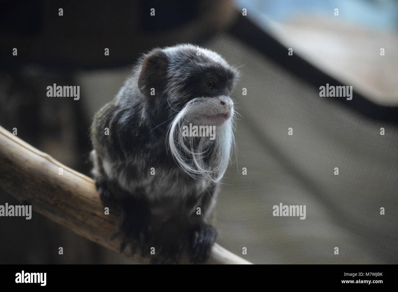 Close up emperor tamarin hi-res stock photography and images - Alamy