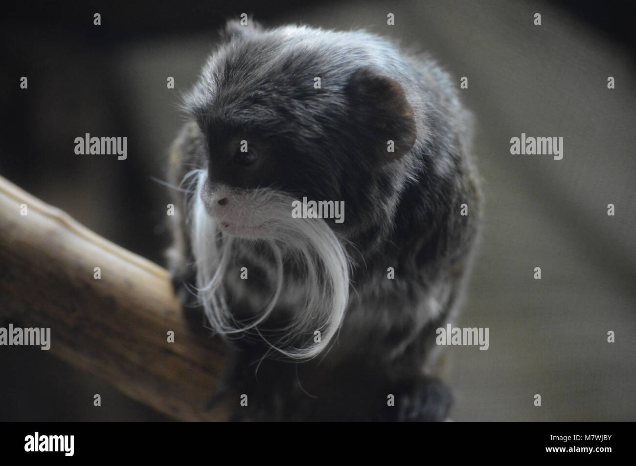 Close up emperor tamarin hi-res stock photography and images - Alamy