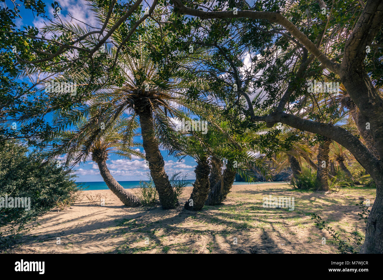 The palm forest of Vai is one of the most popular sights in Crete.It ...