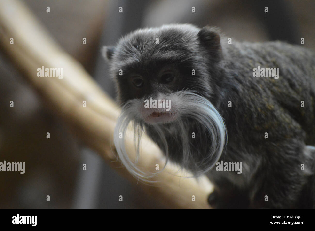Close up emperor tamarin hi-res stock photography and images - Alamy