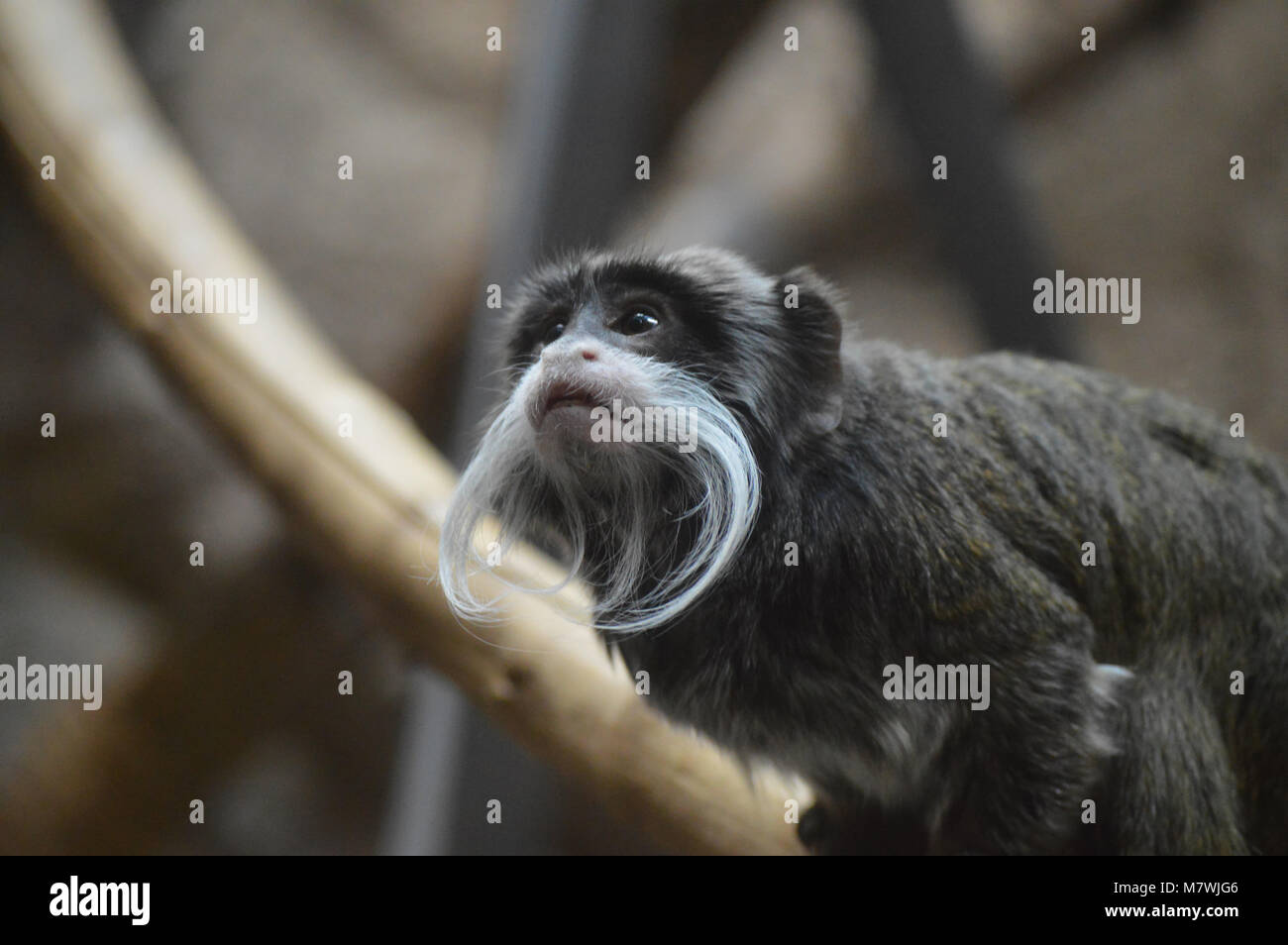 Close up emperor tamarin hi-res stock photography and images - Alamy