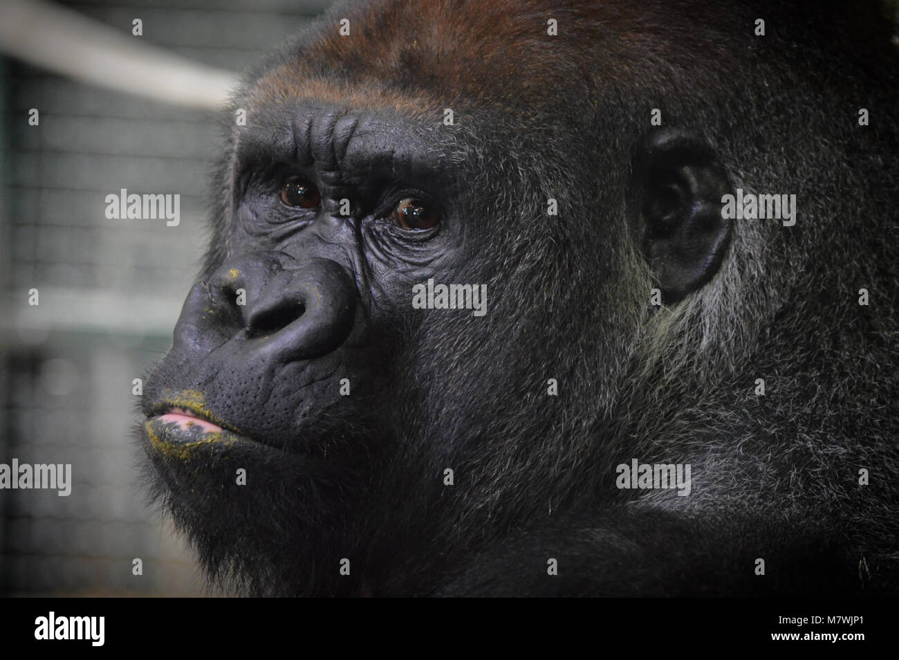Gorilla face hi-res stock photography and images - Alamy