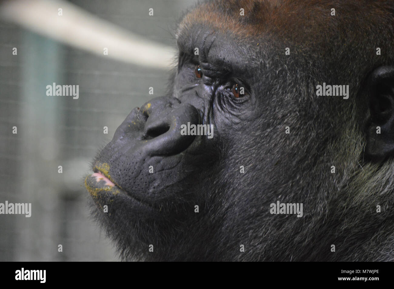 Gorilla eyes up close hi-res stock photography and images - Alamy