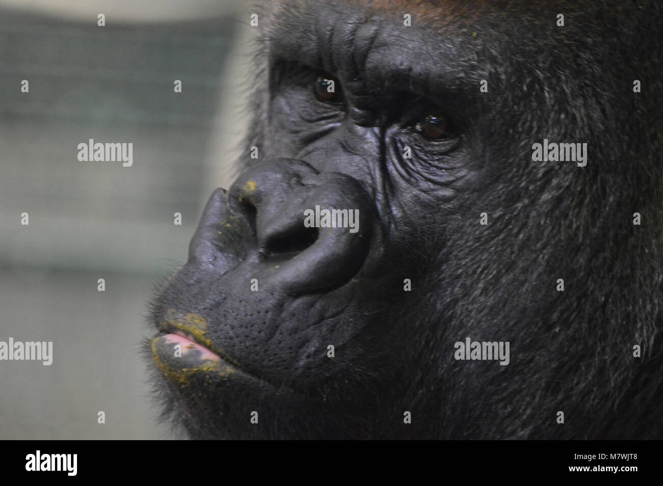 Gorilla eyes up up close hi-res stock photography and images - Alamy