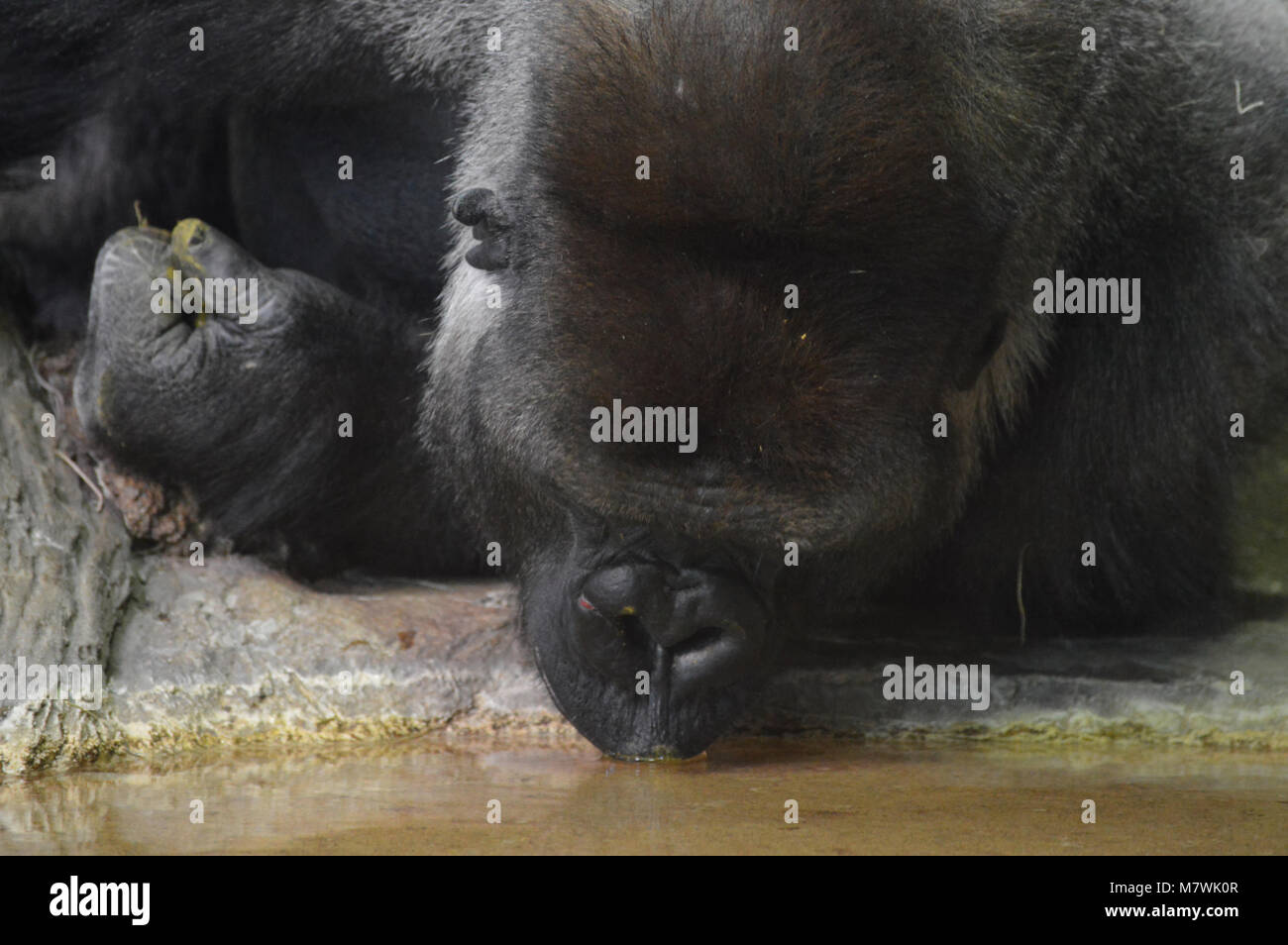 Gorilla drinking gorilla gorilla hi-res stock photography and images ...