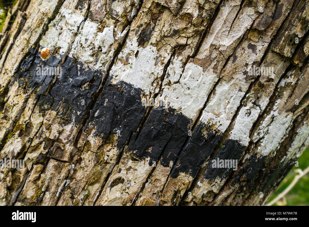Close up of Tree Bark Marked with paint Stock Photo - Alamy