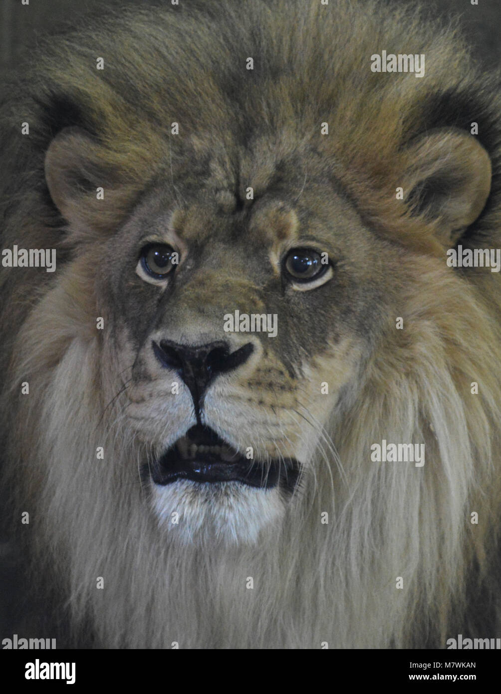 Lion expression hi-res stock photography and images - Alamy