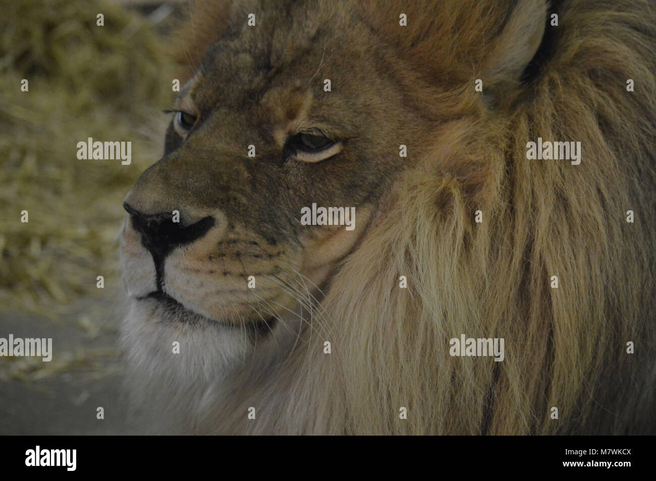 Lion alert hi-res stock photography and images - Alamy