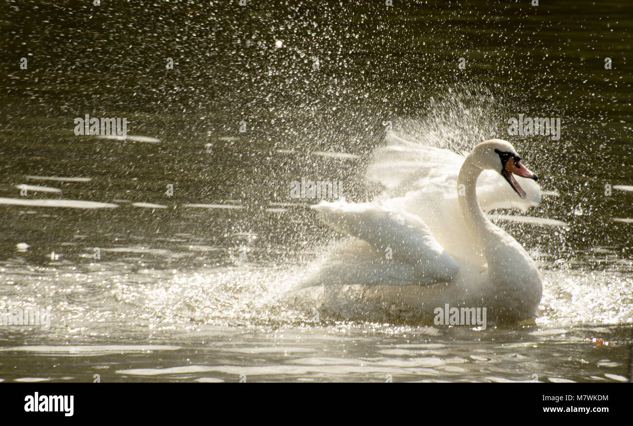 Angry swan hi-res stock photography and images - Alamy