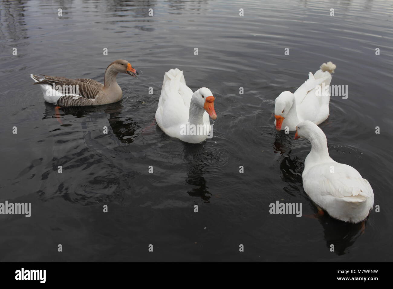 Domestic geese float in water Stock Photo - Alamy