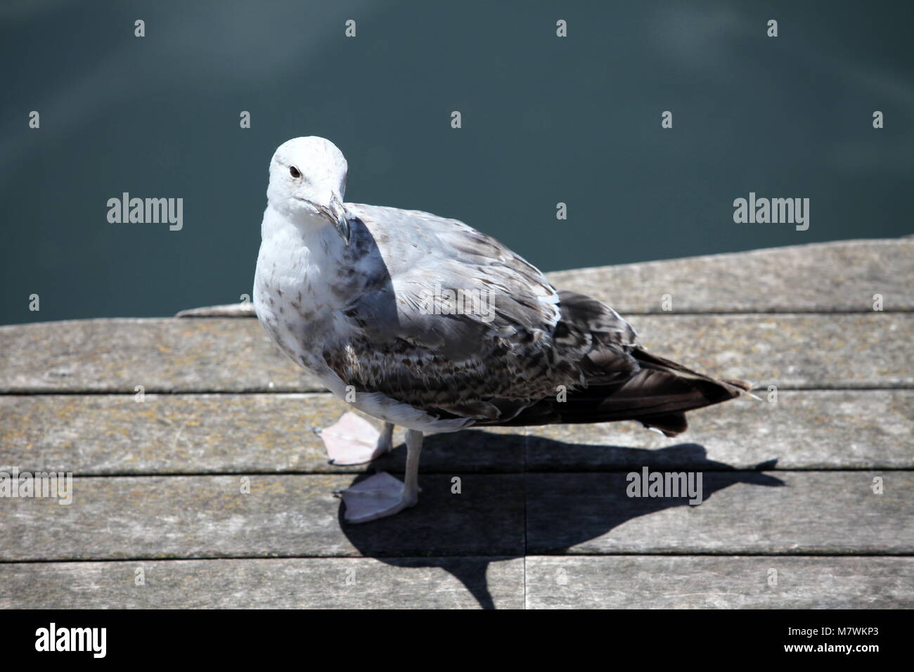 Smart seagull looking camera hi-res stock photography and images - Alamy