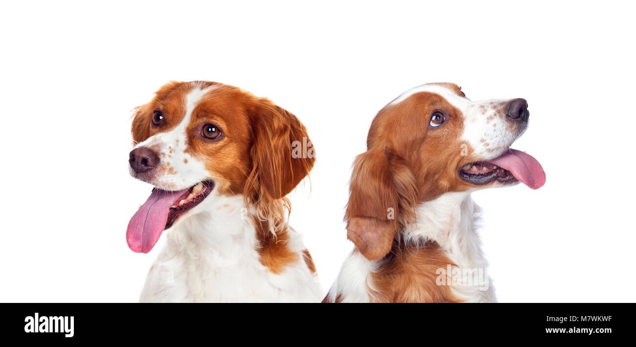Two beautiful dogs isolated on a white background Stock Photo - Alamy
