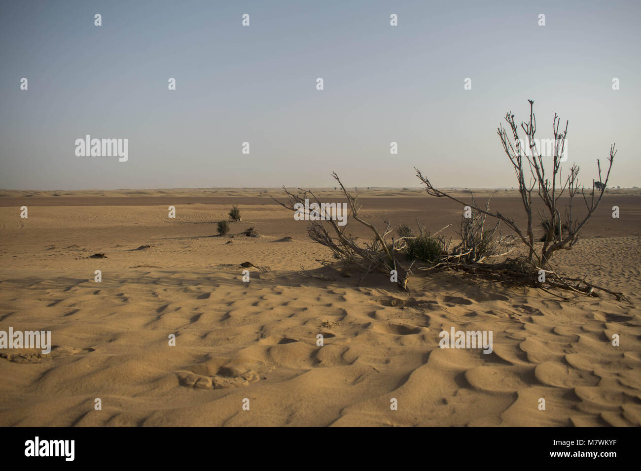 Dried Bush in the desert captured on a hot sunny day Stock Photo - Alamy