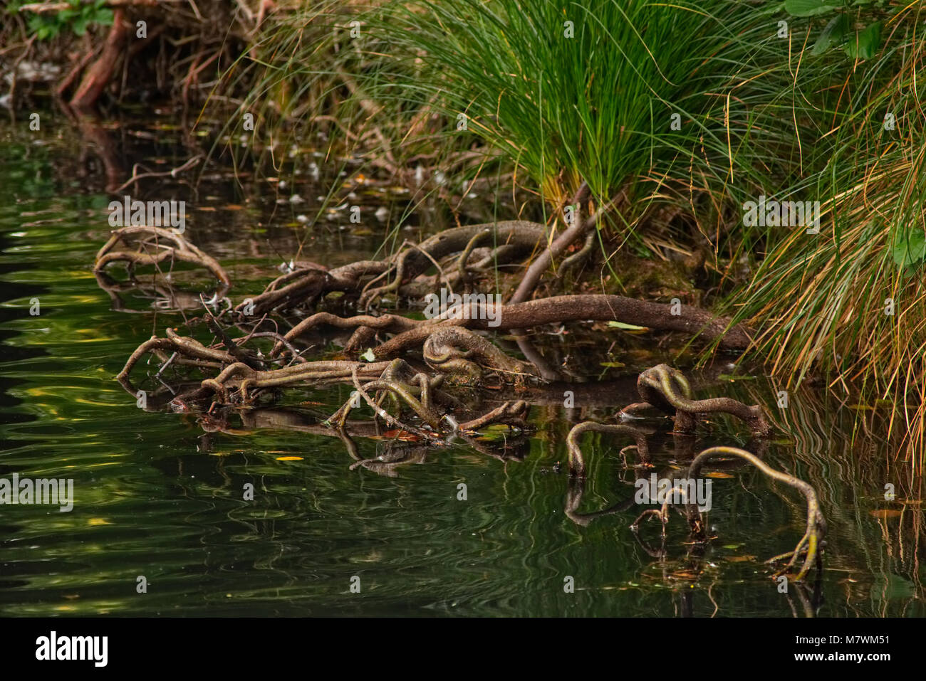 Interwining hi-res stock photography and images - Alamy