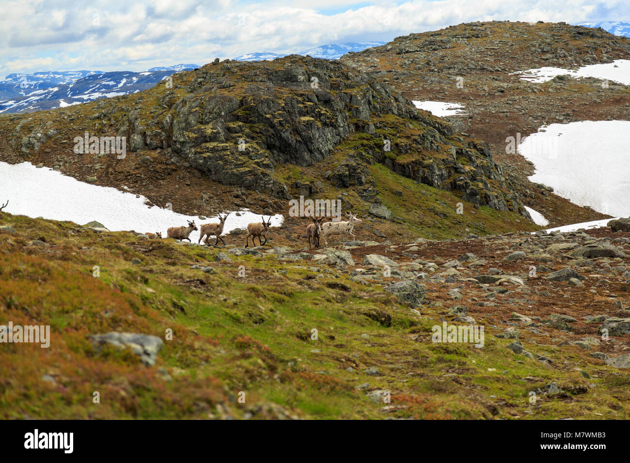 Reindeer walking across mountain in Jotunheimen Norway Stock Photo - Alamy