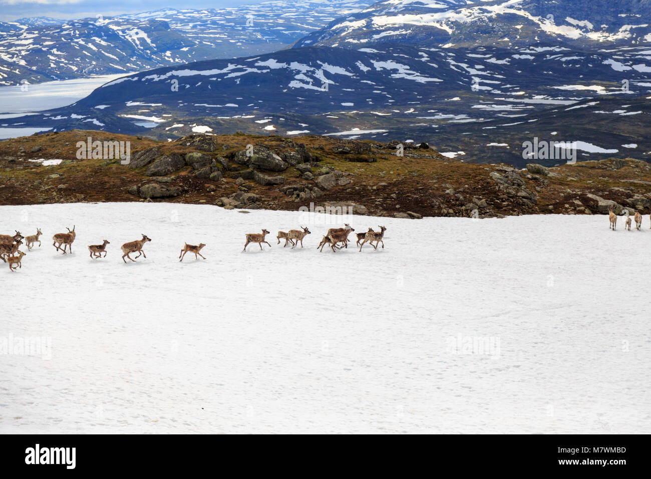 Flock of reindeer running across a patch of snow on a mountain in ...