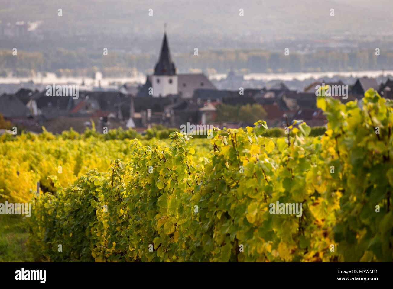 Hallgarten High Resolution Stock Photography and Images - Alamy