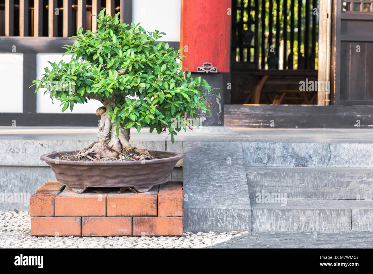 Bonsai tree on ceramic pot in bonsai garden for decoration and ...