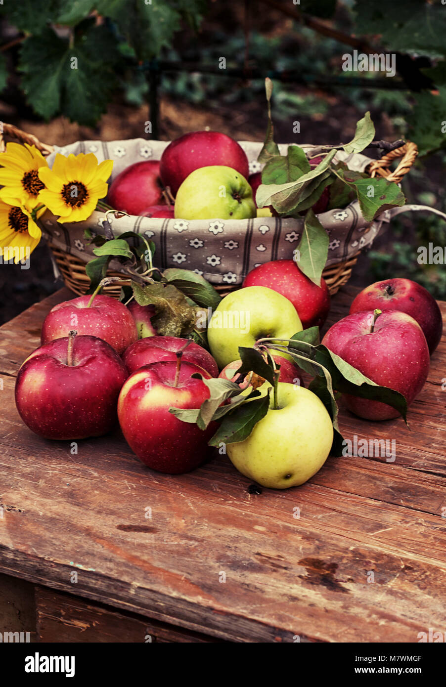 freshly harvested crop rustic apples Stock Photo - Alamy