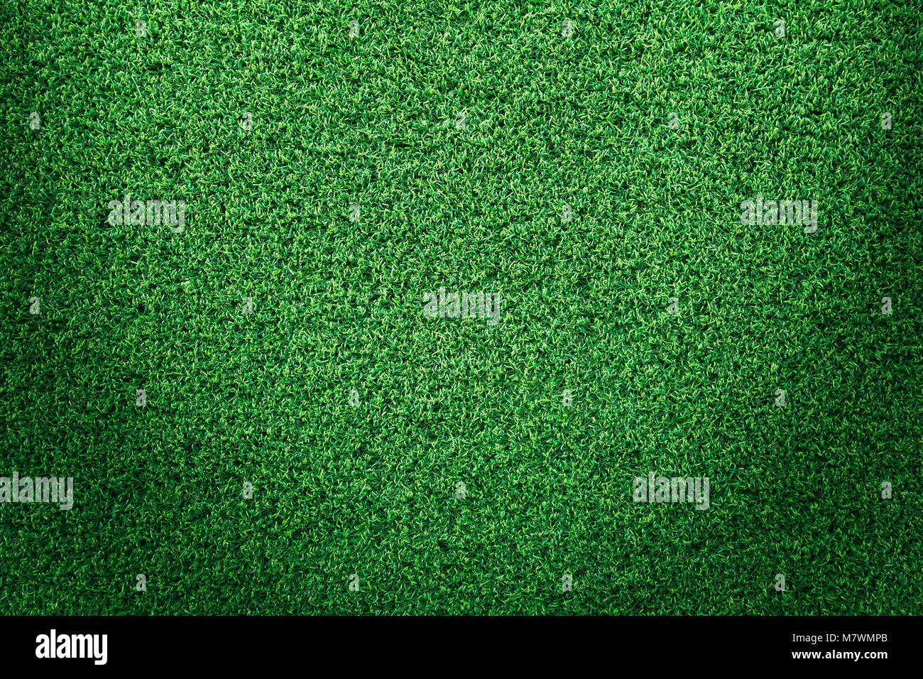 Green grass texture or green grass background for golf course. soccer ...