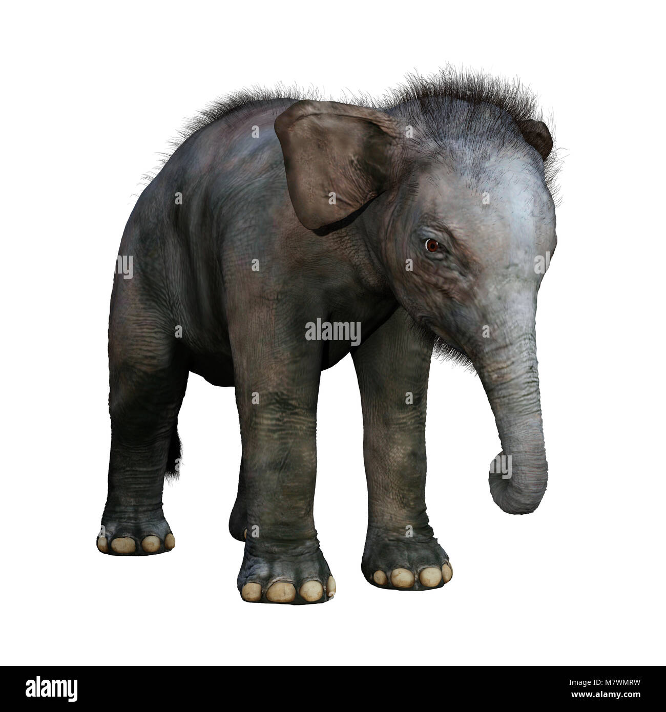 3D rendering of an Indian elephant baby isolated on white background ...