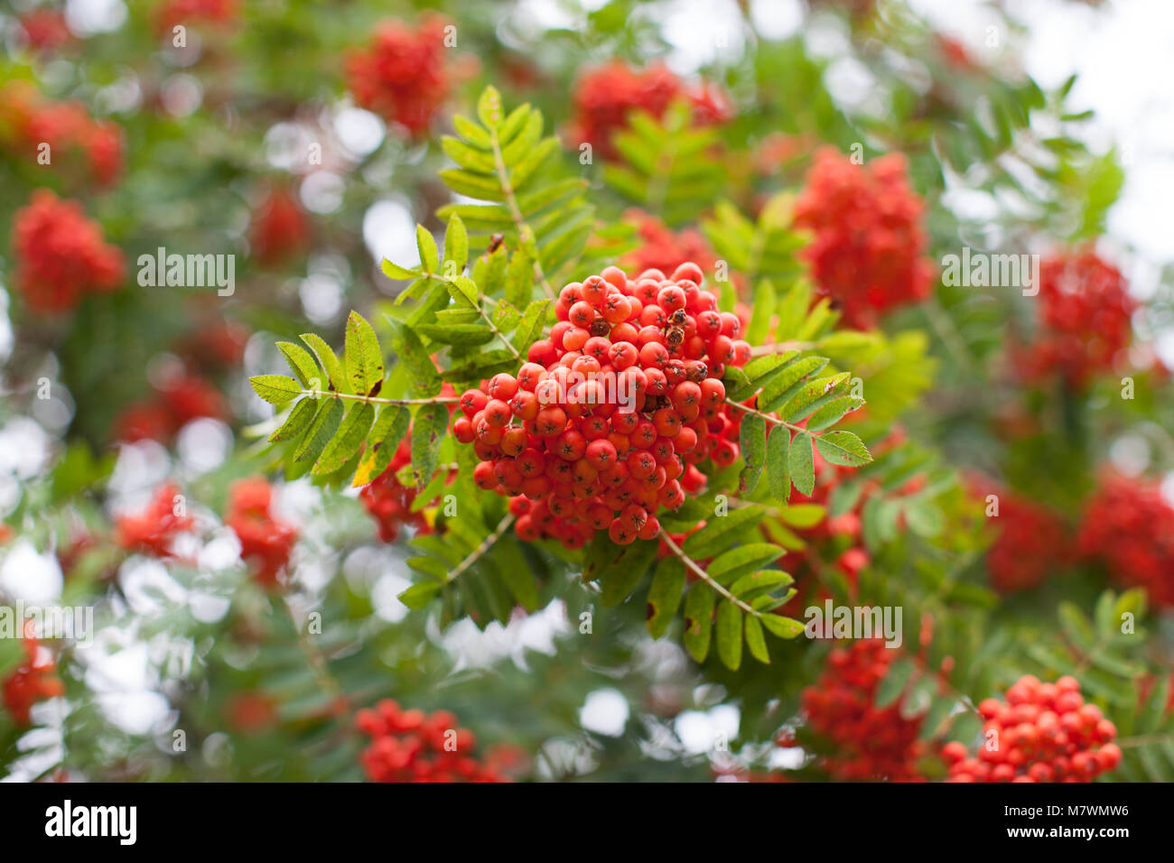 Rowan, mountain-ash, Rönn (Sorbus aucuparia Stock Photo - Alamy