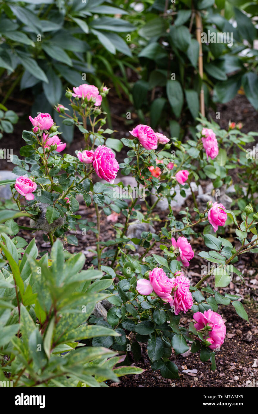 'Baroness' Floribunda Rose, Floribundaros (Rosa Stock Photo - Alamy