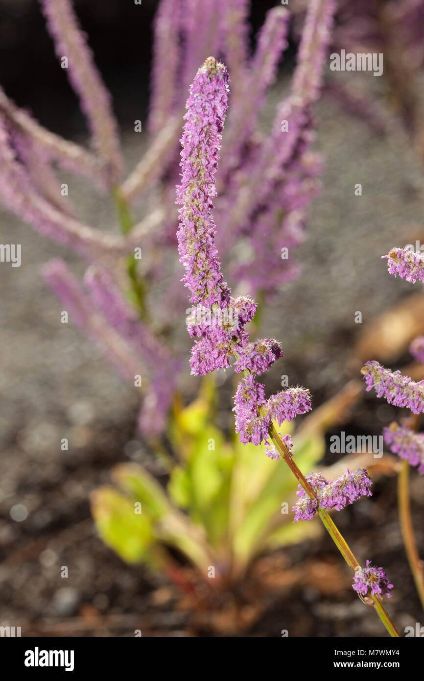 Russian Statice, Axrisp (Psylliostachys suworowii Stock Photo - Alamy