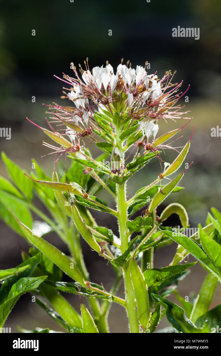 Guaco hi-res stock photography and images - Alamy