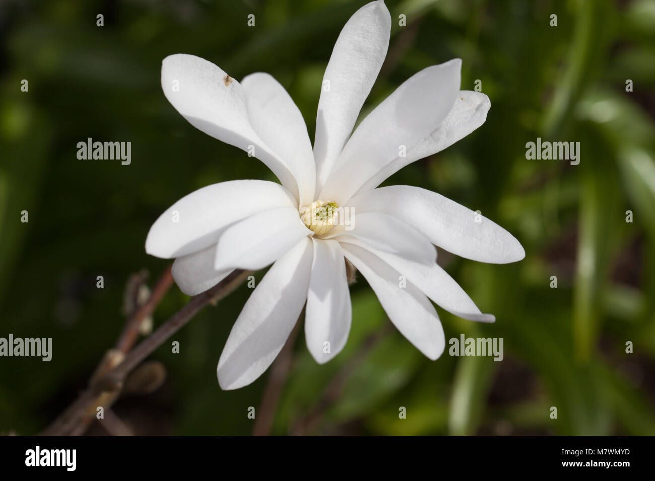 Star Magnolia, Stjärnmagnolia (Magnolia stellata Stock Photo - Alamy
