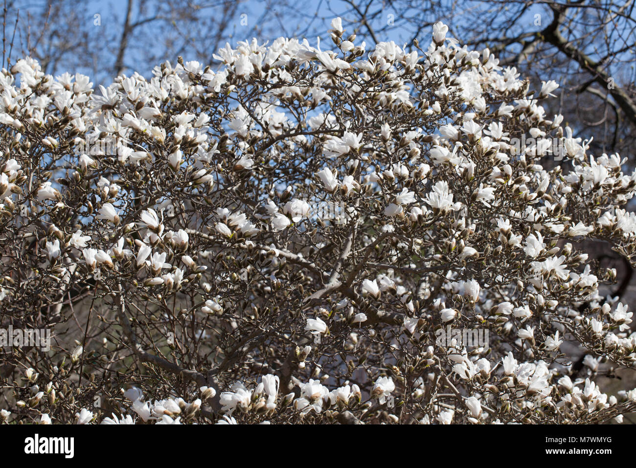 Star Magnolia, Stjärnmagnolia (Magnolia stellata Stock Photo - Alamy