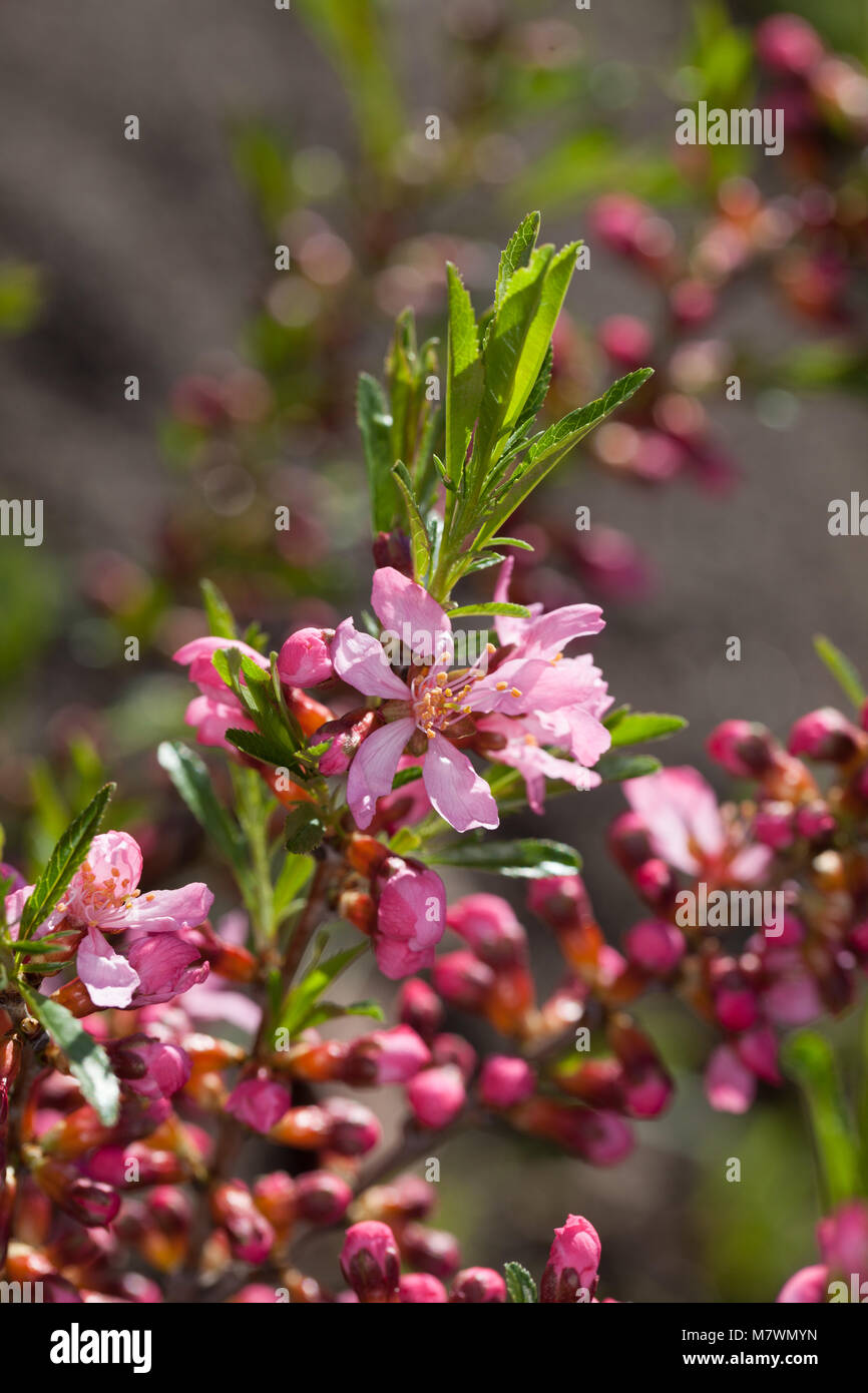'Fire Hill' Dwarf Russian Almond, Dvärgmandel (Prunus tenella Stock ...