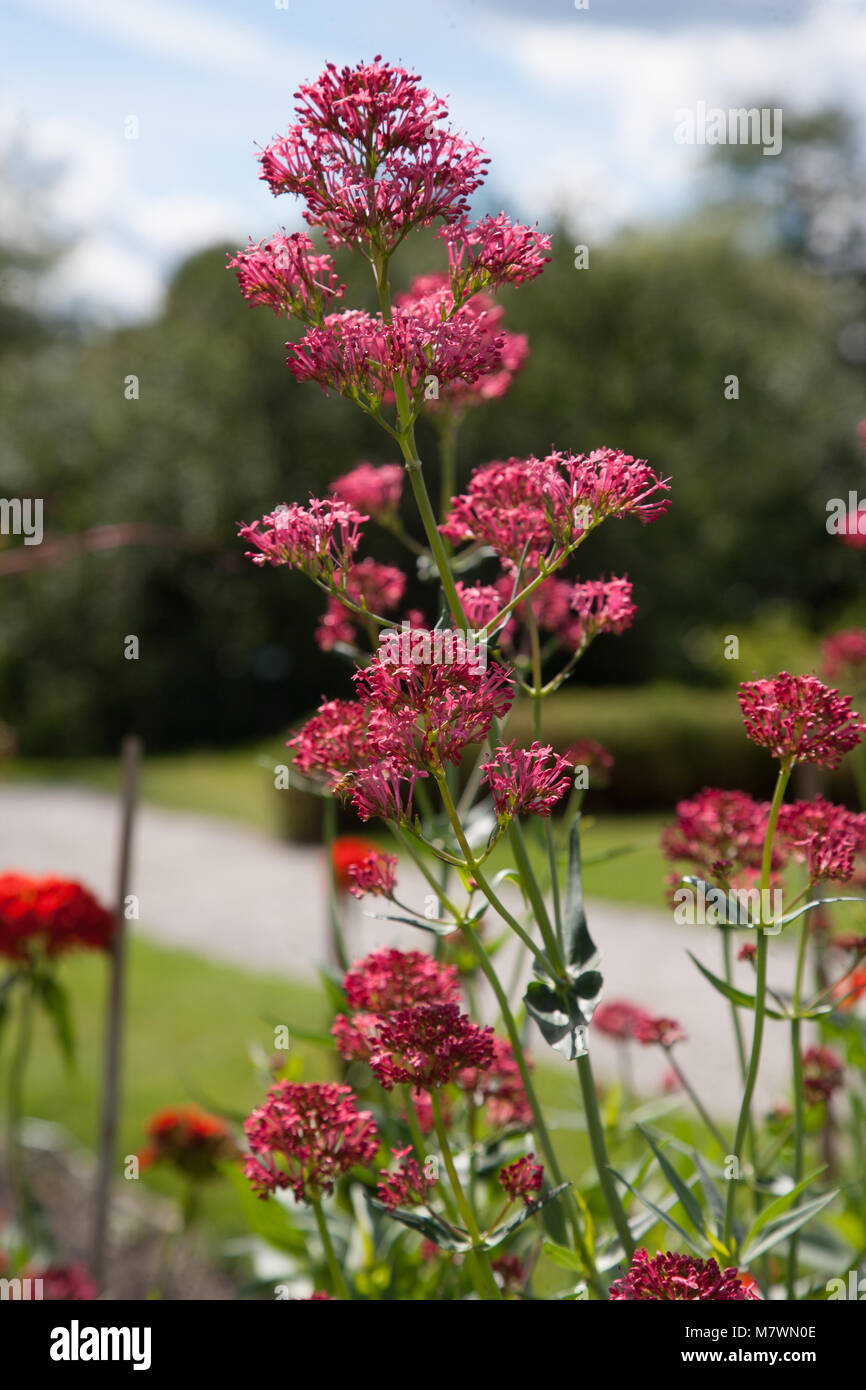 Red valerian, Pipört (Centranthus ruber Stock Photo - Alamy