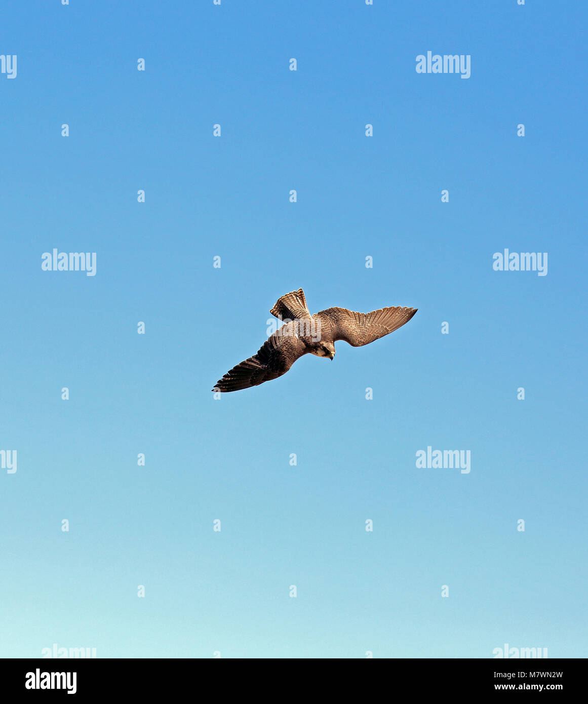 Top view of a saker falcon (Falco cherrug) in flight Stock Photo - Alamy