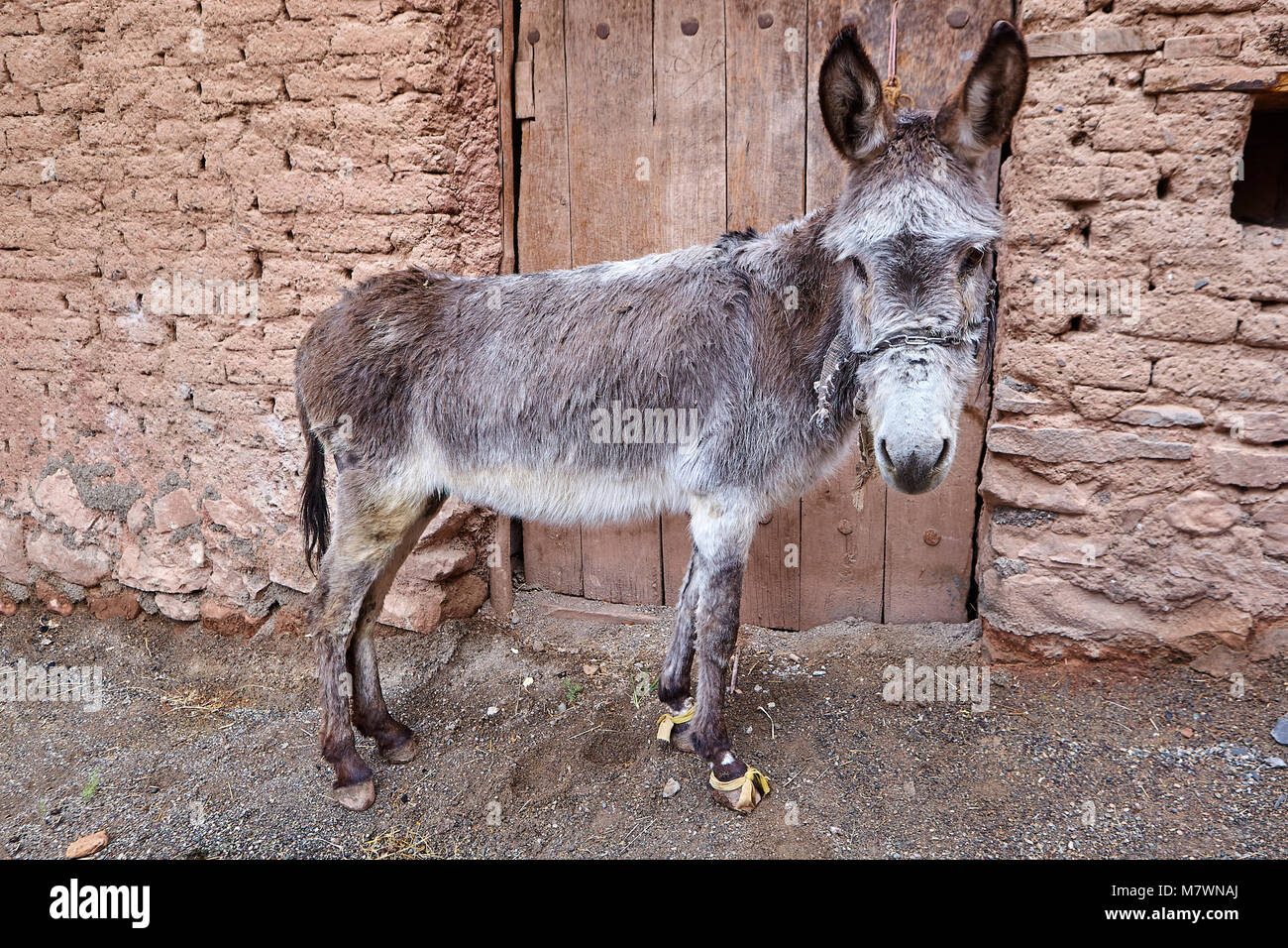 A lonely donkey stands near the construction of clay brick., Abyaneh ...