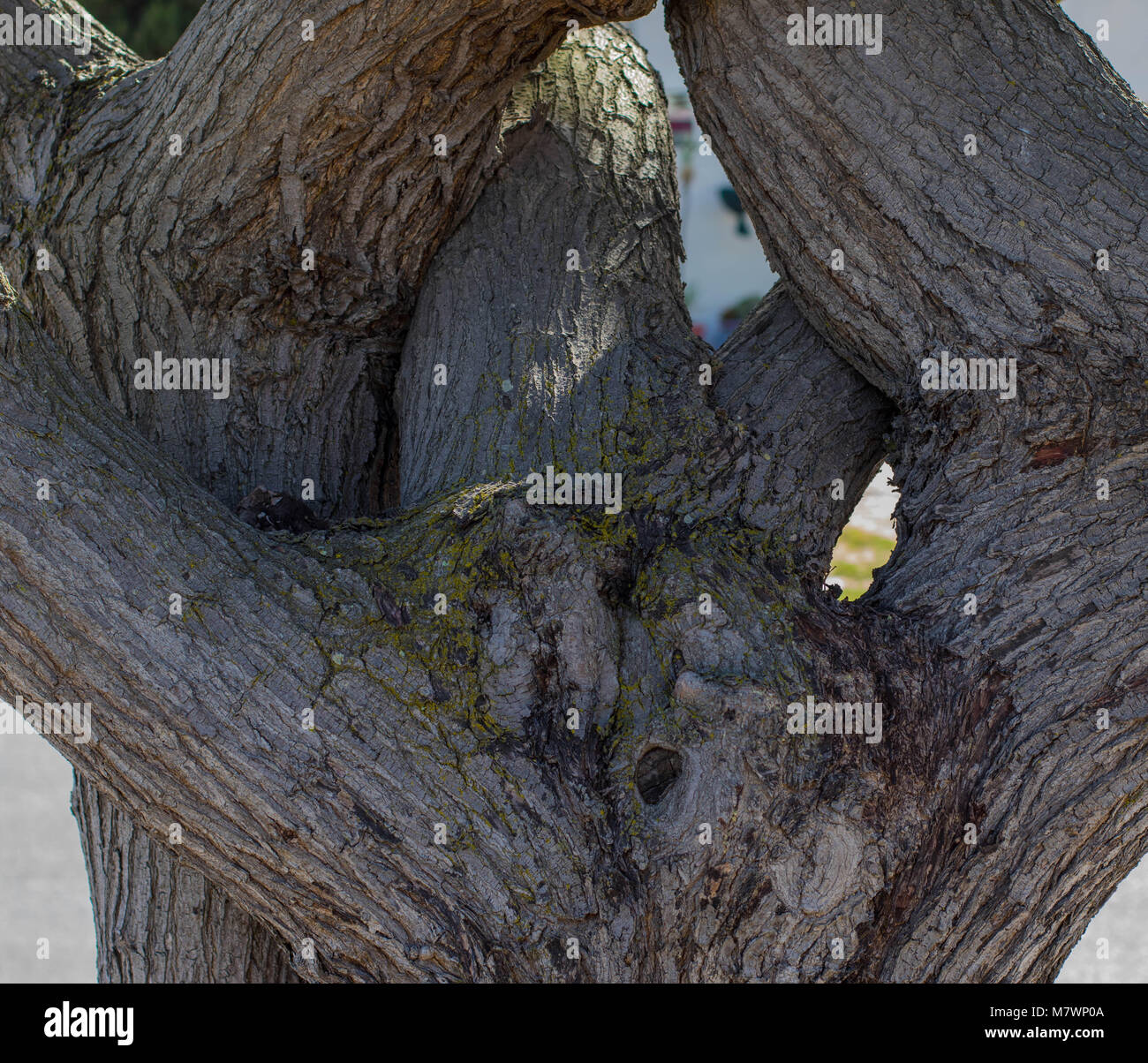 Twisted and entangled branches of a tree image in landscape format with ...