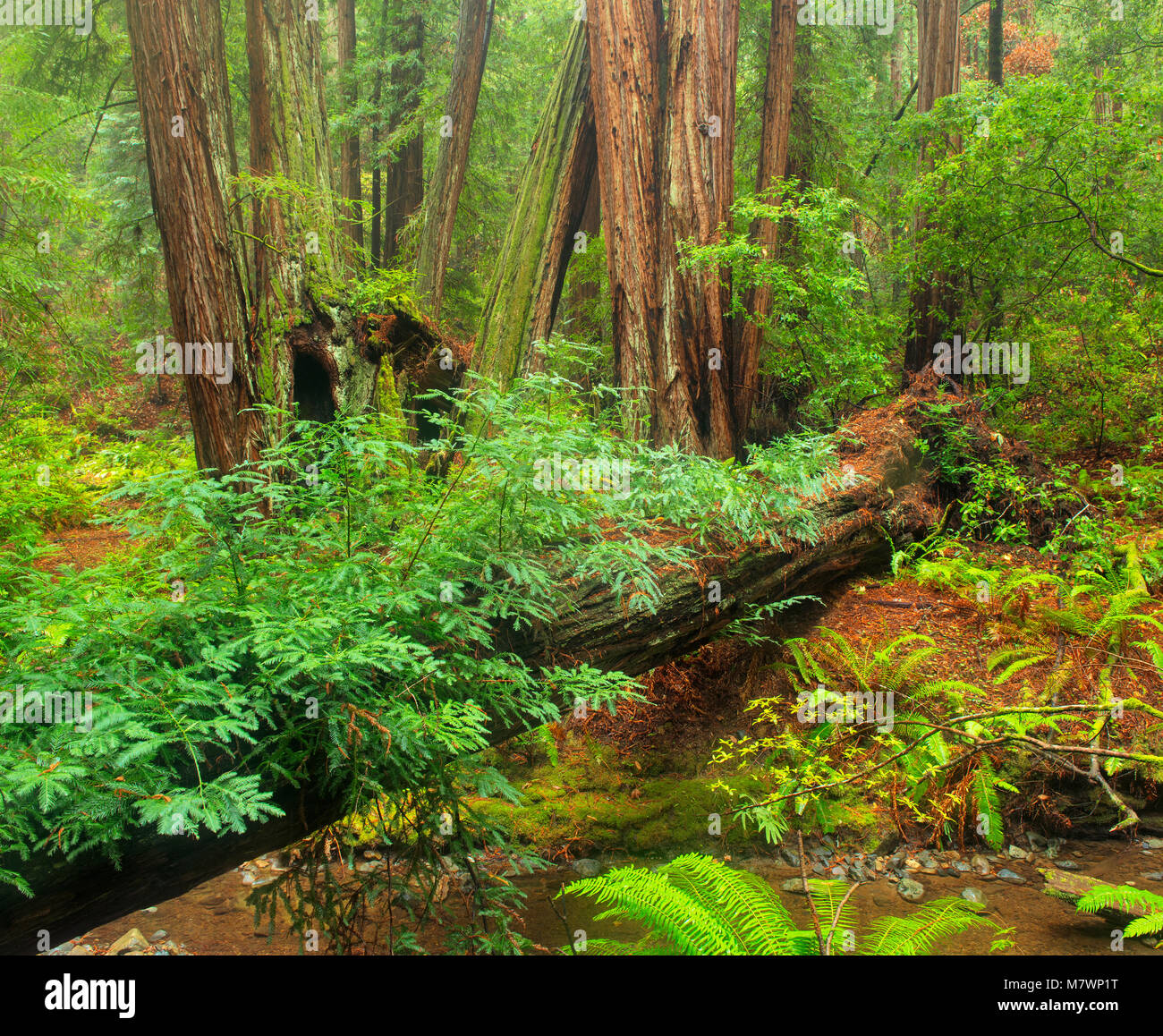 Downed redwoods hi-res stock photography and images - Alamy