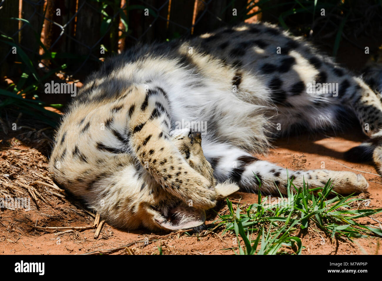 A serval (Leptailurus serval) asleep in the sun Stock Photo - Alamy