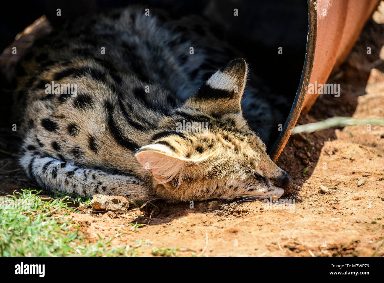 A serval (Leptailurus serval) asleep in the sun Stock Photo - Alamy