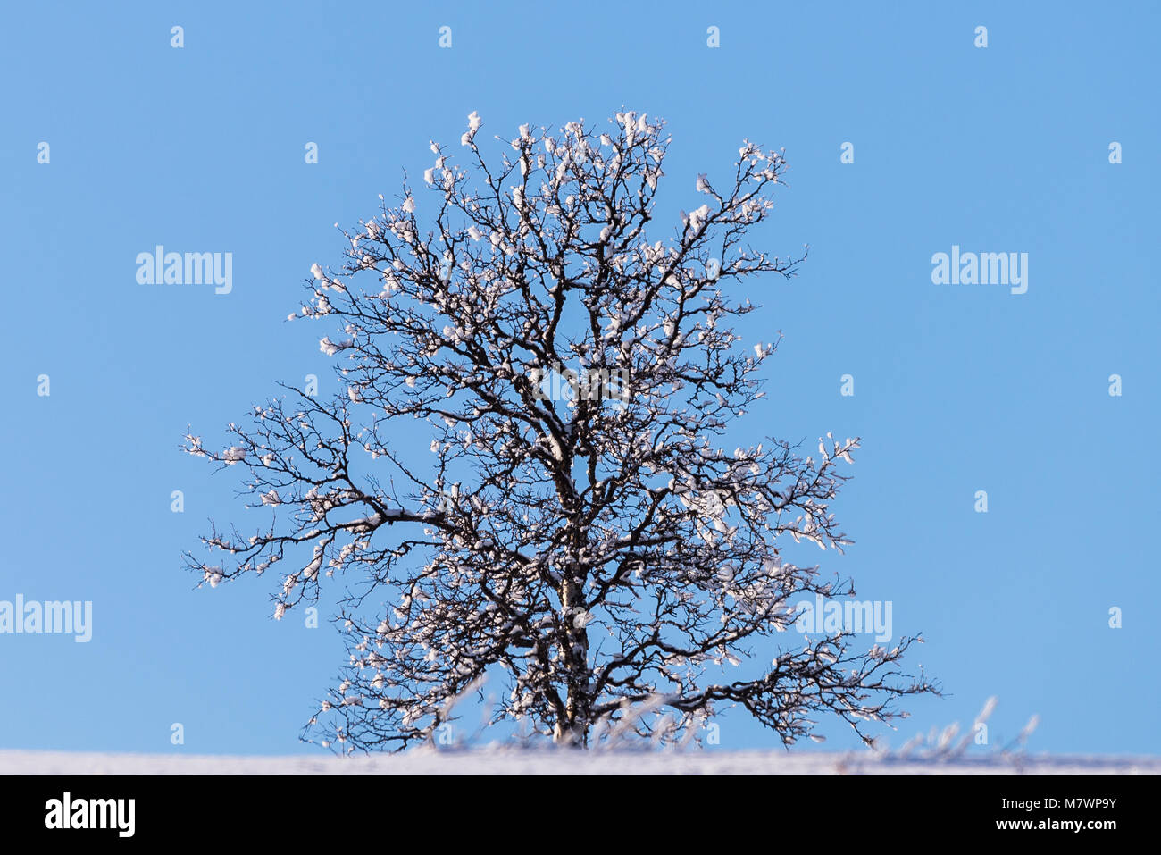 singel tree, lonely tree, mountan top, finnmark Stock Photo - Alamy