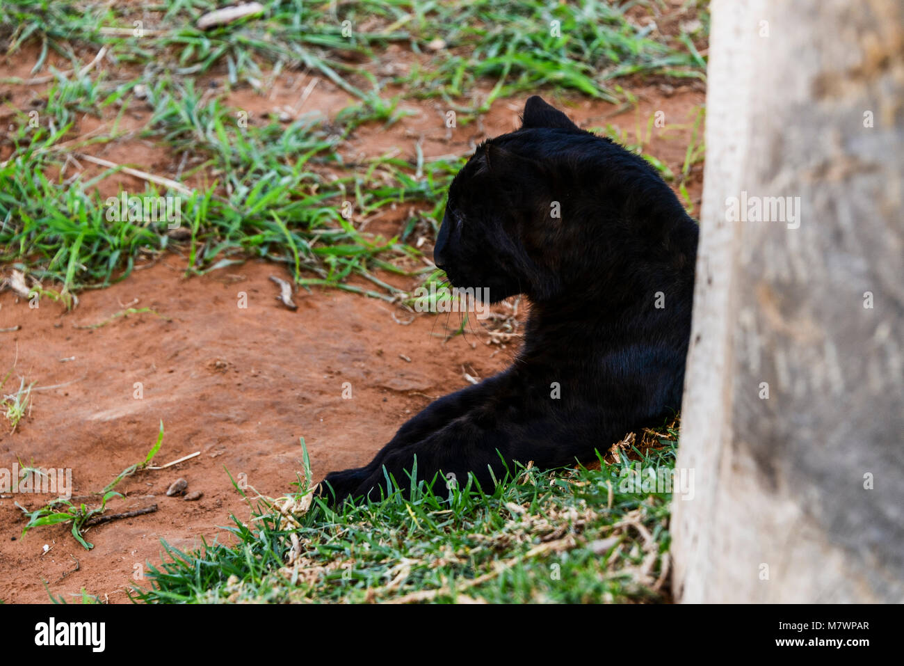 Black Leopard Cub High Resolution Stock Photography and Images - Alamy
