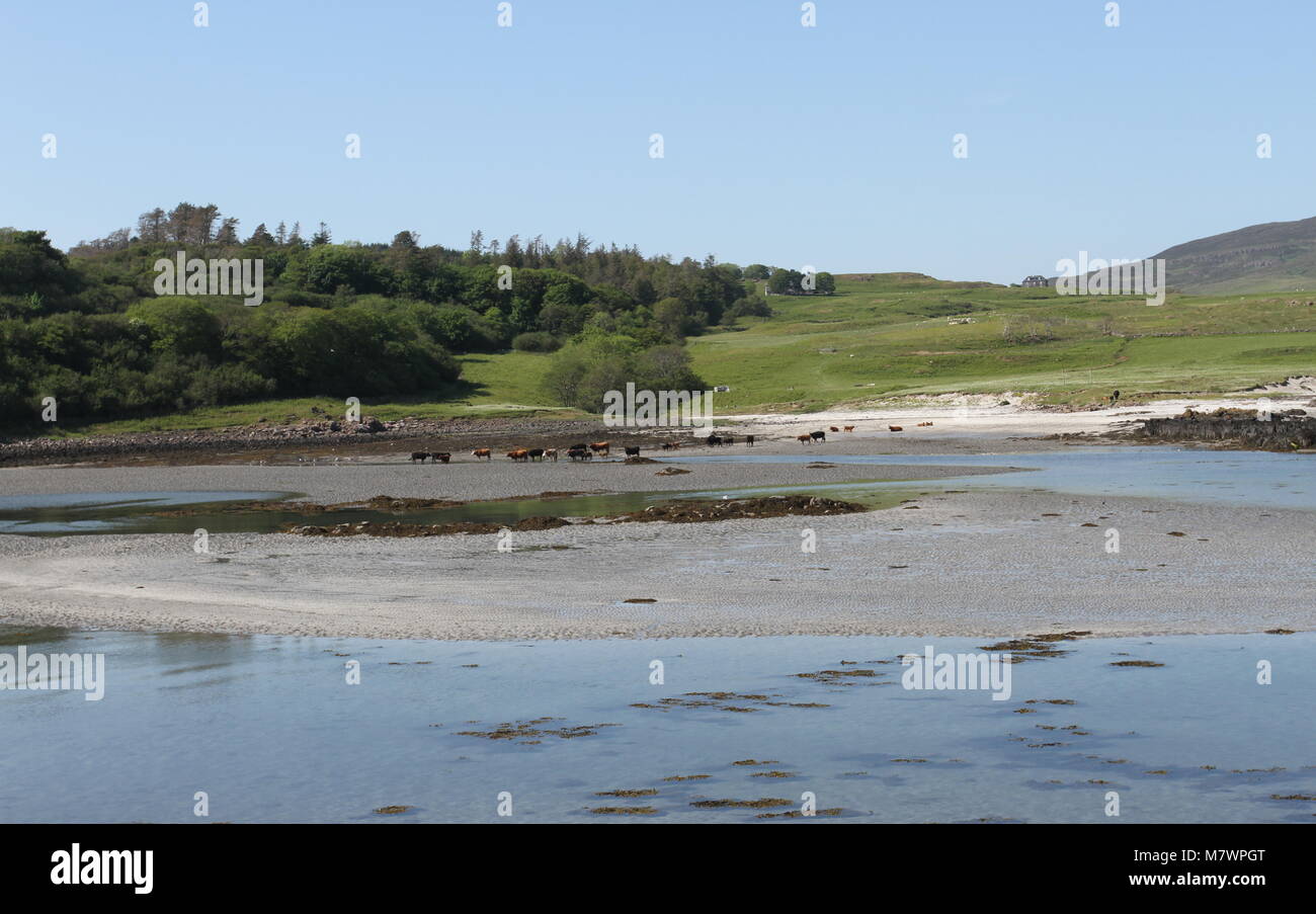 Bay of Laig at low tide Isle of Eigg Scotland May 2012 Stock Photo - Alamy
