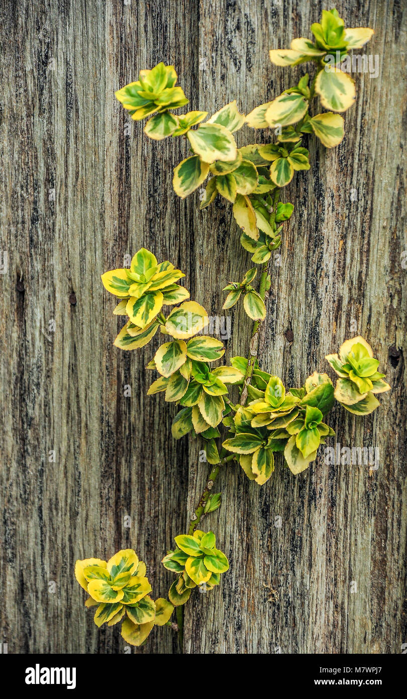 Victoria state border australia hi-res stock photography and images - Alamy